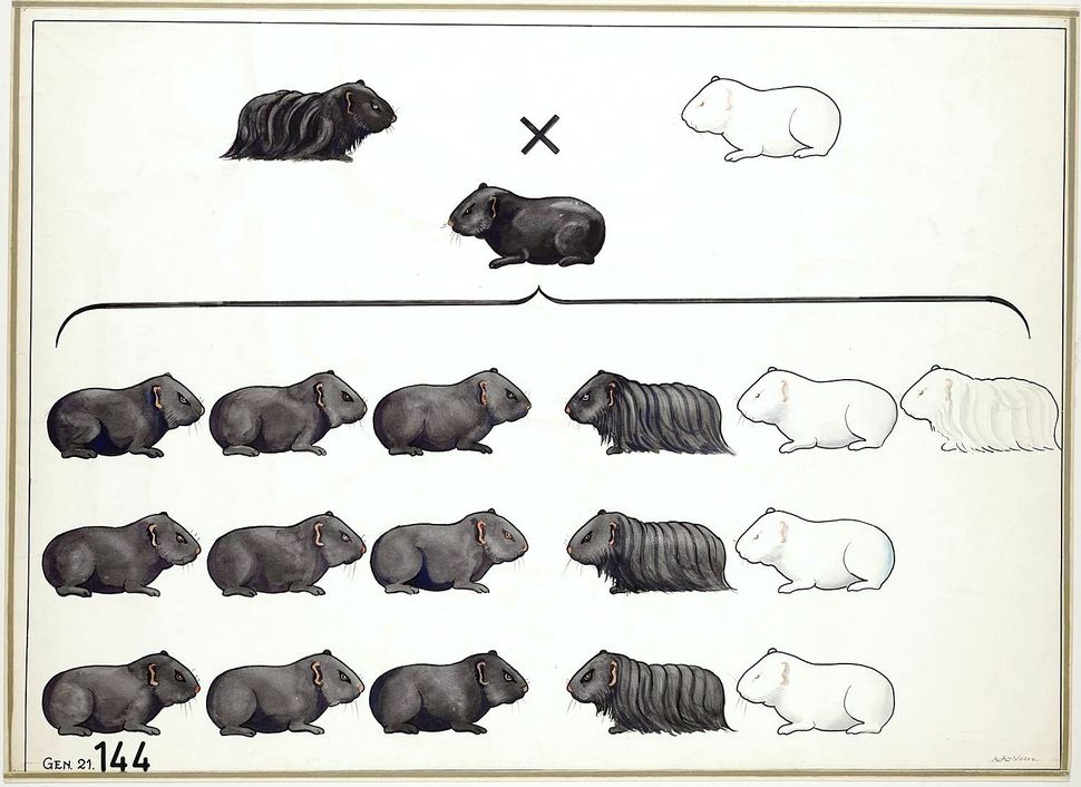 Genetics: The Study of Heredity | Live Science