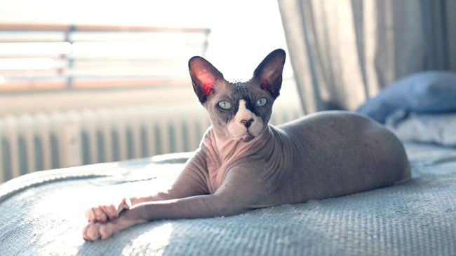 Sphynx cat: Breed profile and information | PetsRadar