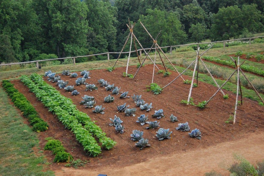 Learn About Vegetable Garden Crop Rotation | Gardening Know How