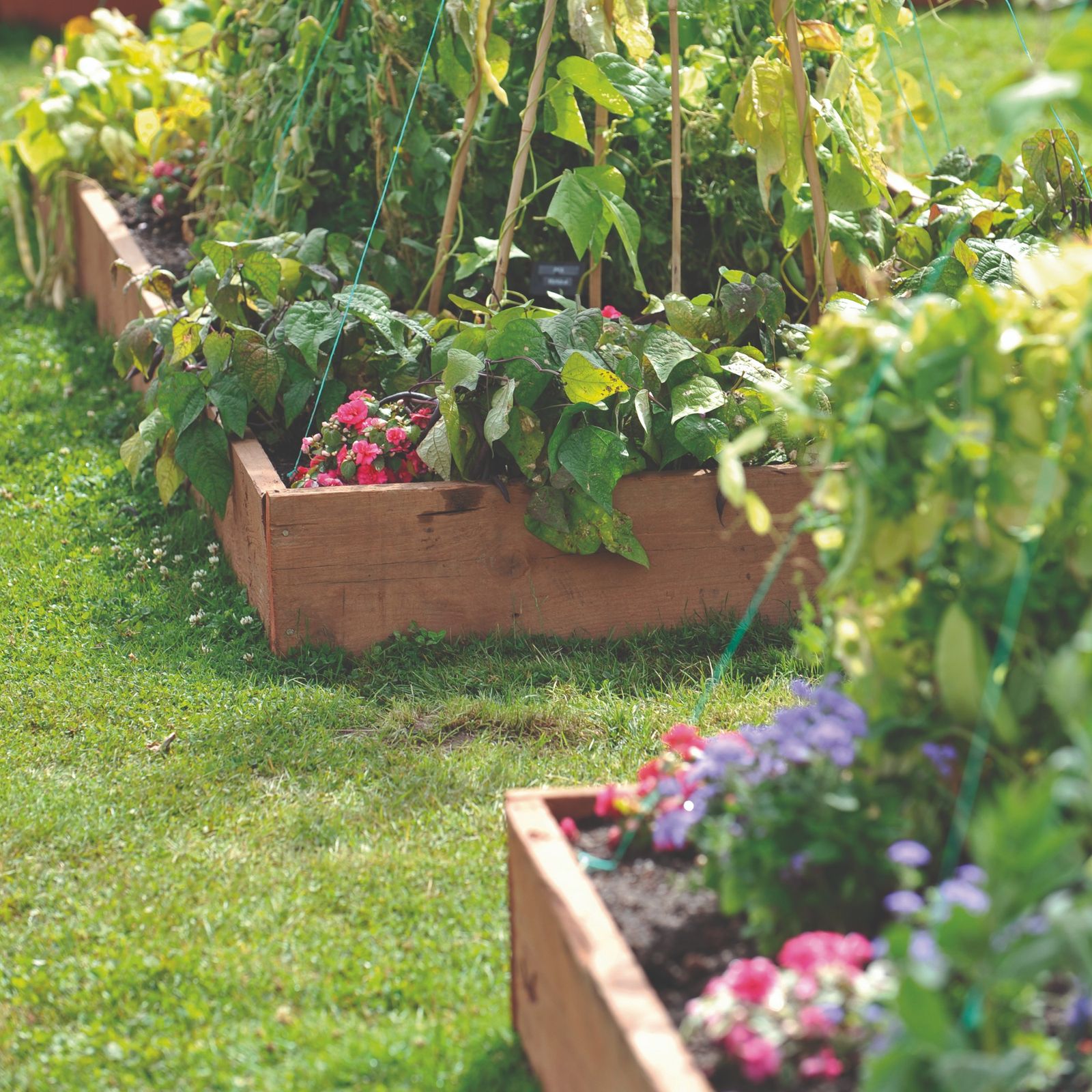 How to use nematodes: the natural pest control explained | Ideal Home