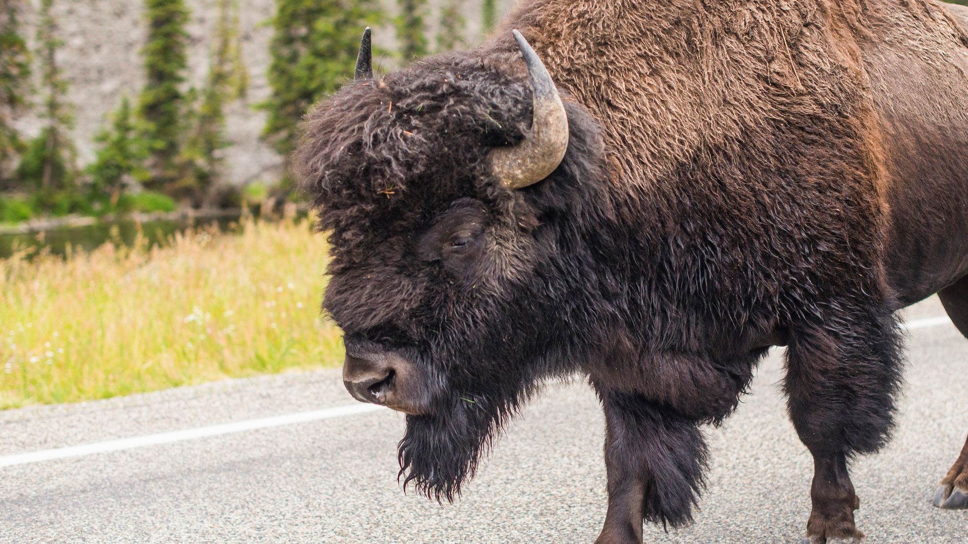 Video shows clueless Yellowstone tourist posing for 'cute' selfie ...