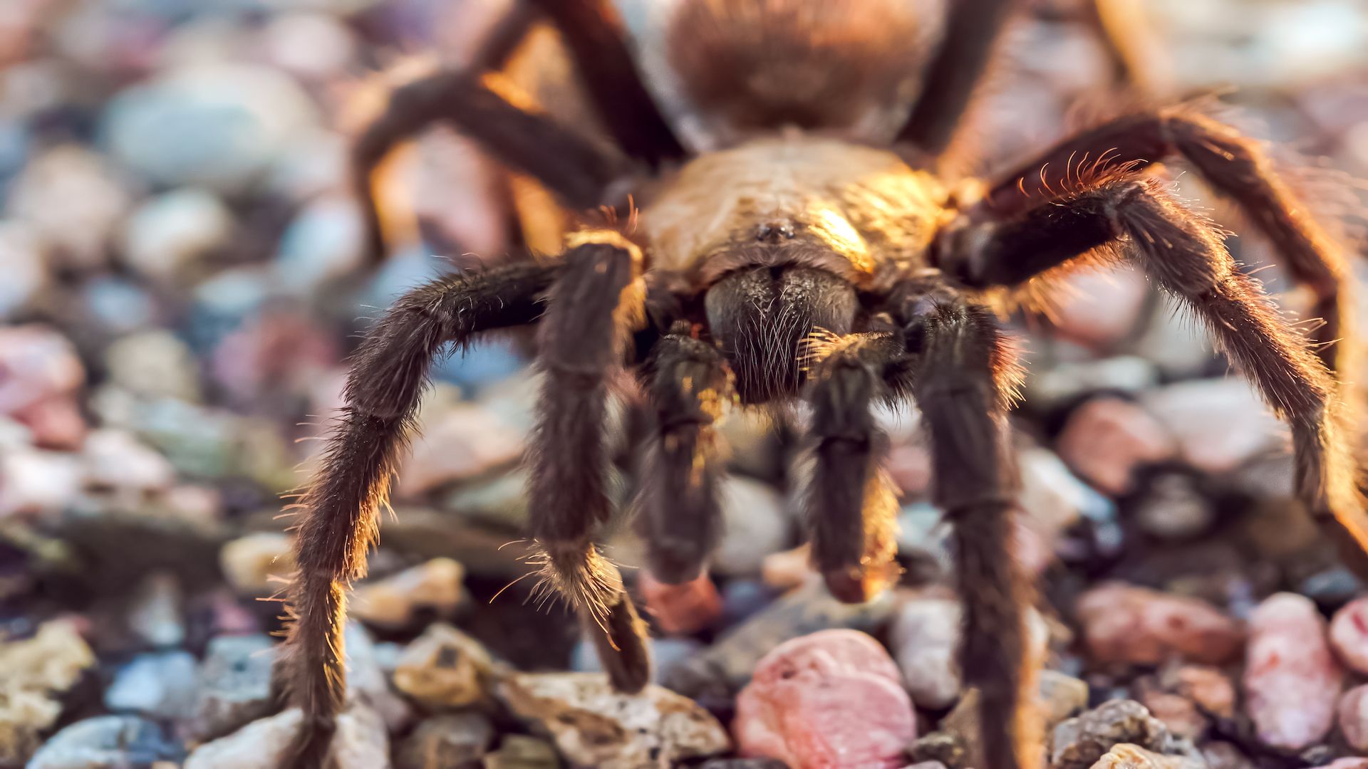 Zip up your tents, Coloradans – the tarantulas are coming | Advnture