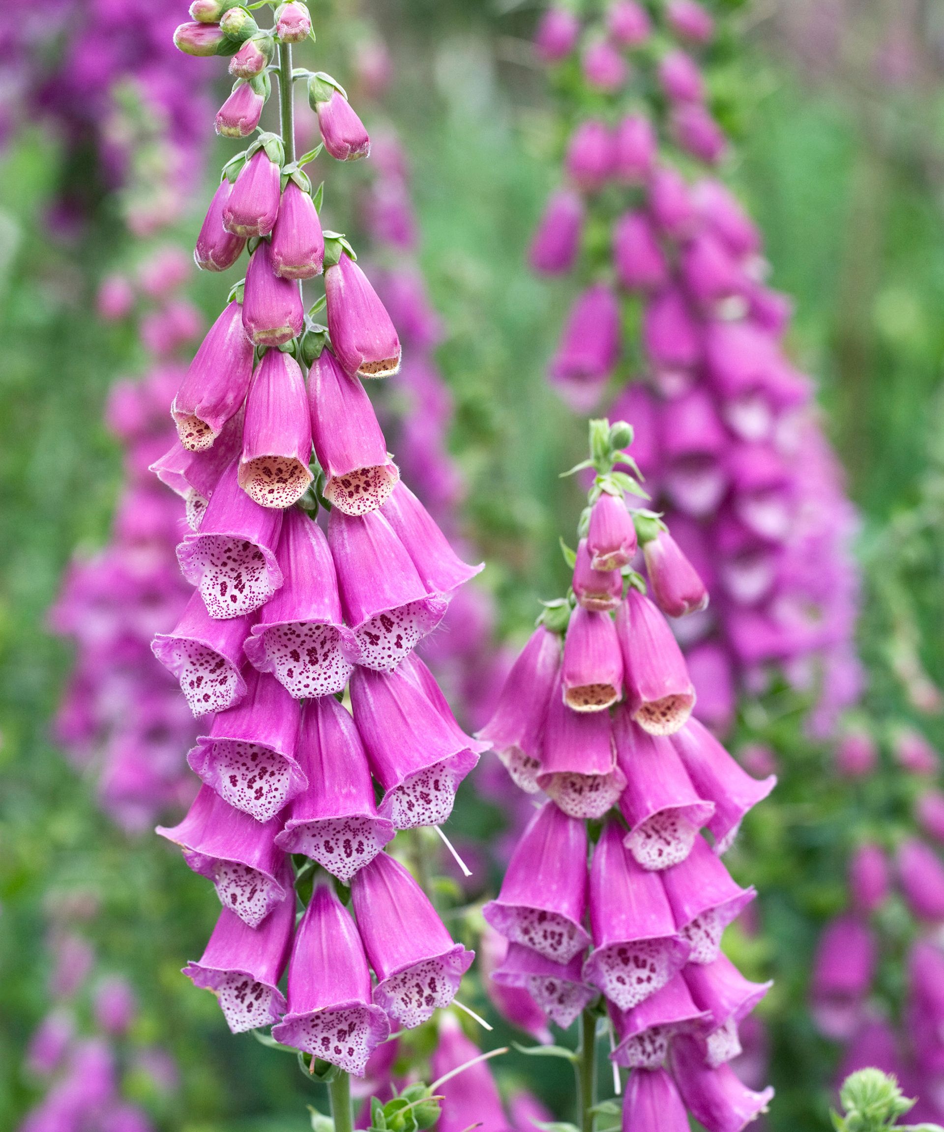 Best dye plants: 12 picks for making homemade natural dyes | Gardeningetc