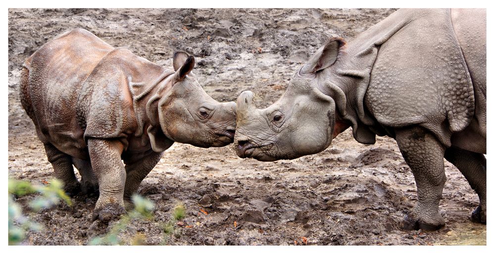 50 of the most endangered species on the planet | Live Science