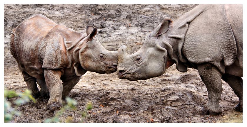 50 of the most endangered species on the planet | Live Science