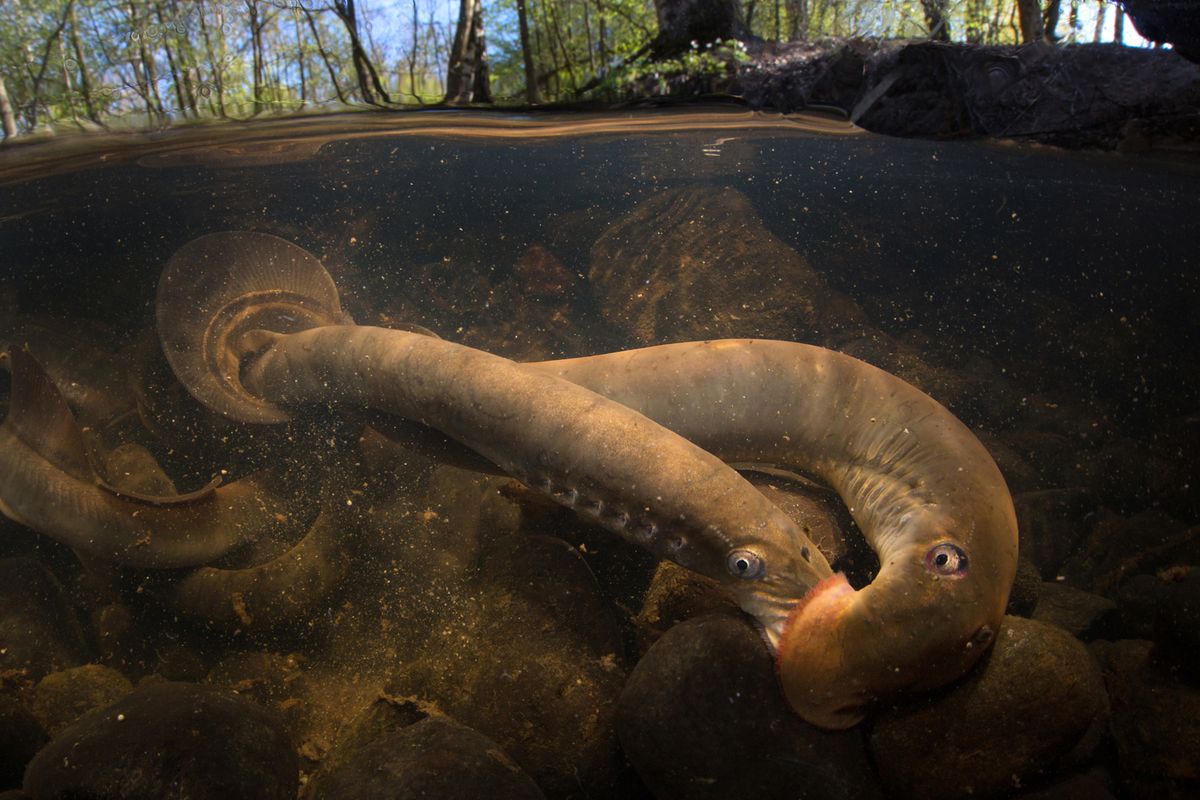 Photos of Colorful, Majestic Marine Creatures Are 'A Visual Feast ...