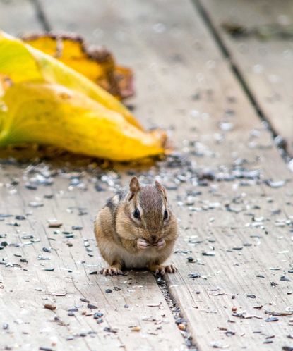 How to get rid of chipmunks in the garden: 5 non-lethal ways | Gardeningetc