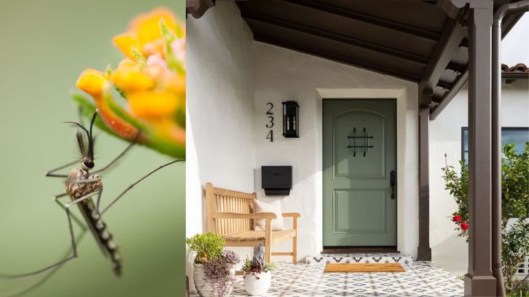 5 simple hacks to keep mosquitos away from the front door | Homes and ...