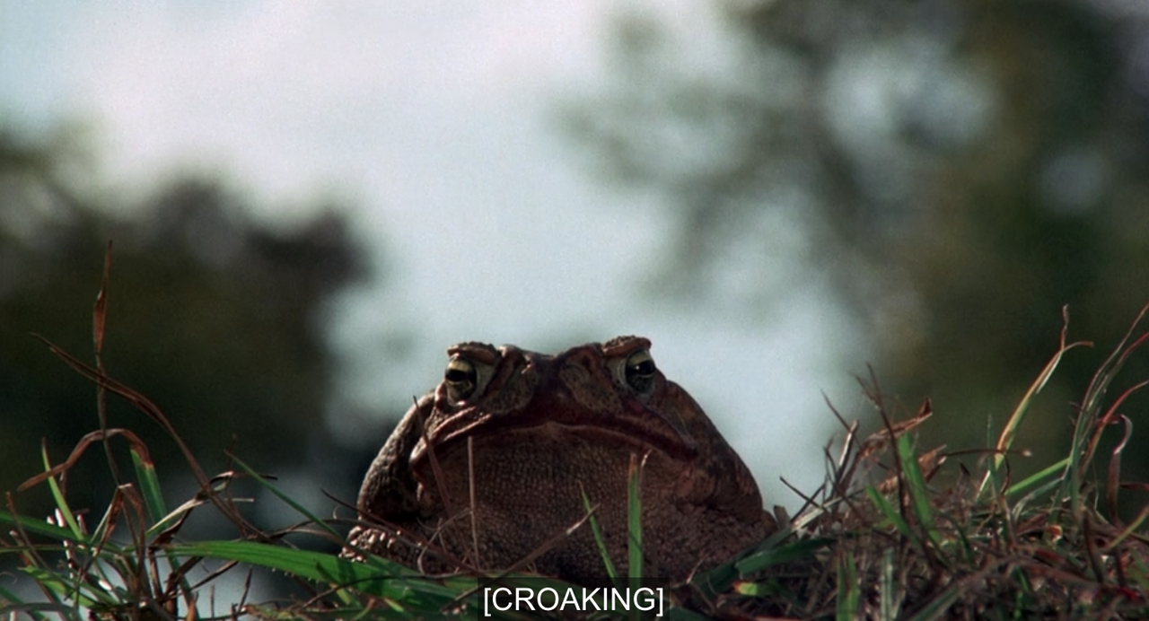 Frogs is the greatest horror movie you've never seen | The Week