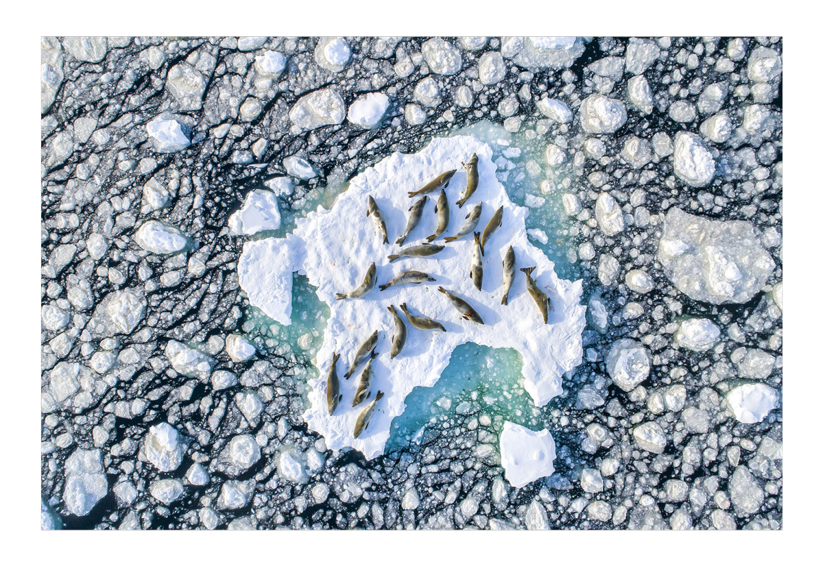 Hasselblad Masters 2021 photography competition announces its 12 ...