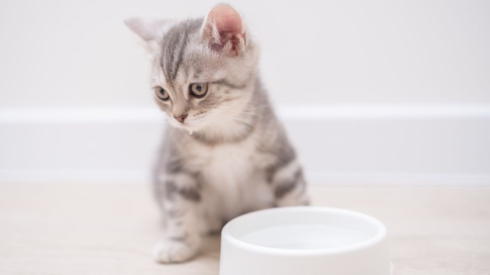 32 ways to raise a happy and healthy kitten | PetsRadar