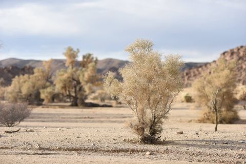 Smoketree Photos: The Ghosts of the North American Desert | Live Science