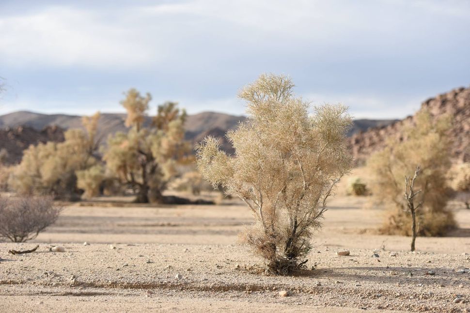 Smoketree Photos: The Ghosts of the North American Desert | Live Science