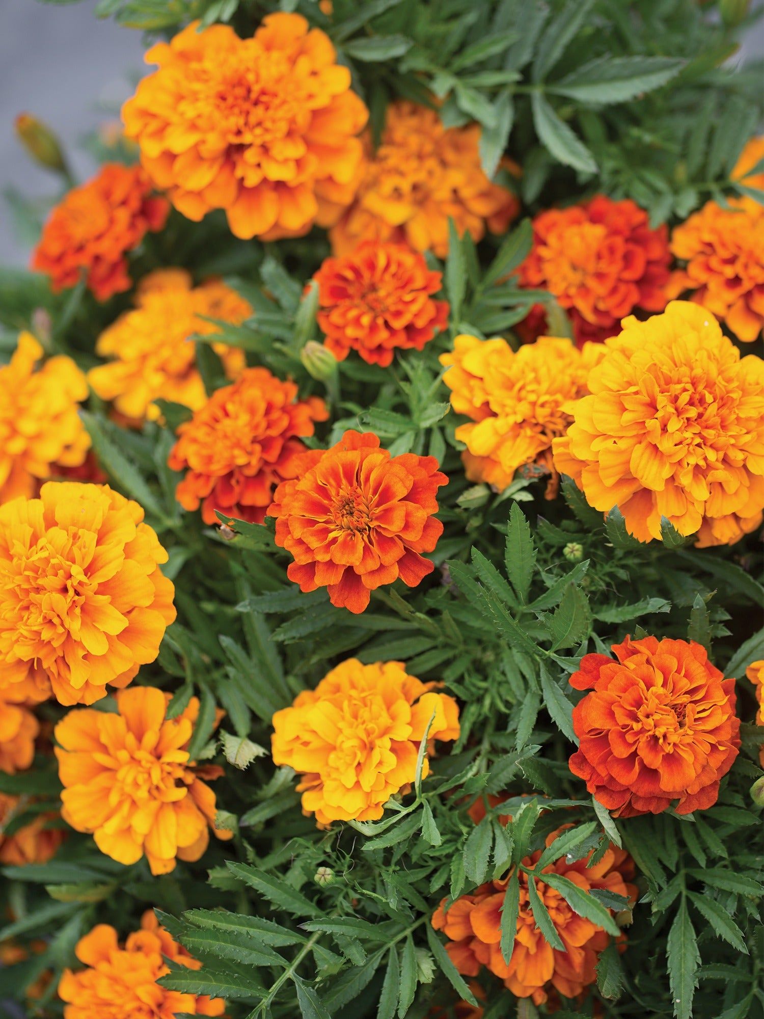 Tips for where to plant marigolds in a vegetable garden | Homes and Gardens