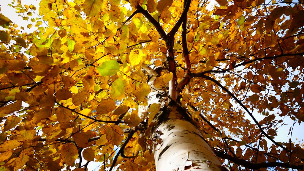 Birch trees: a guide to popular species | Homes and Gardens