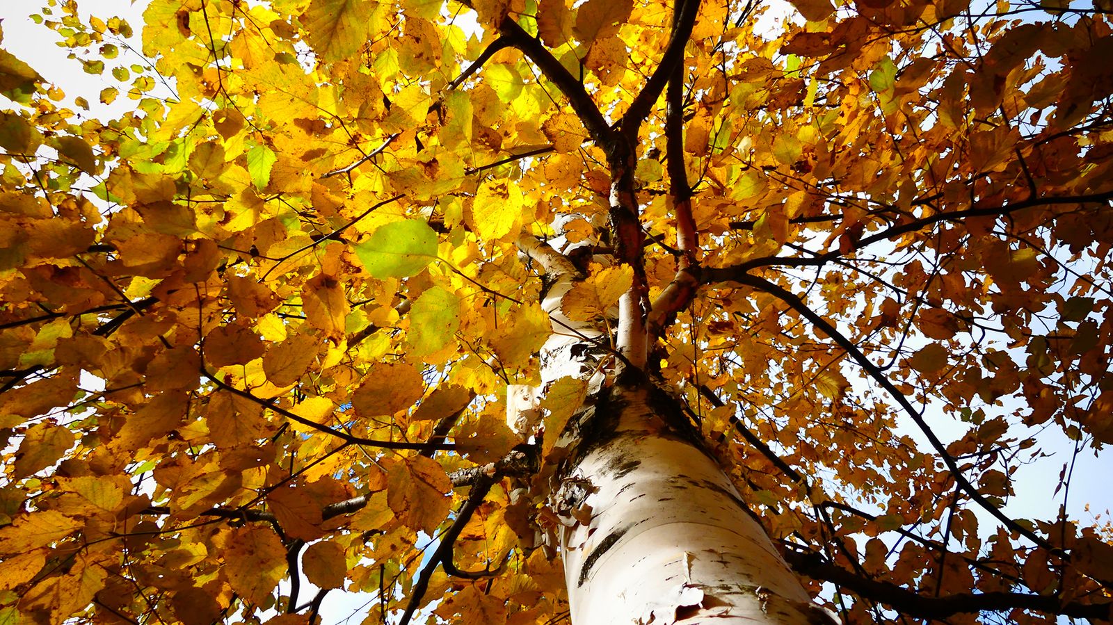 Birch trees: a guide to popular species | Homes and Gardens