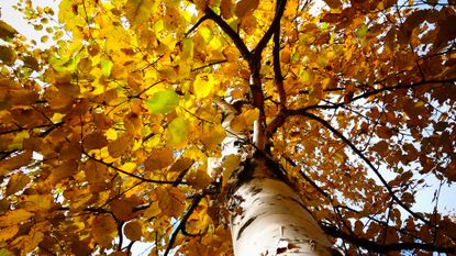 Birch trees: a guide to popular species | Homes and Gardens