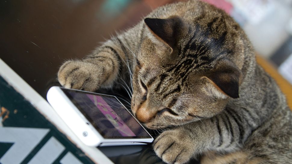 Why does my cat watch TV? An expert reveals the answer and whether it’s ...
