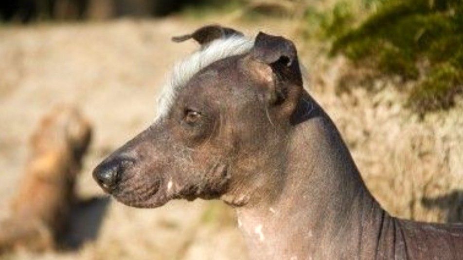 7 bald and beautiful hairless dog breeds | PetsRadar