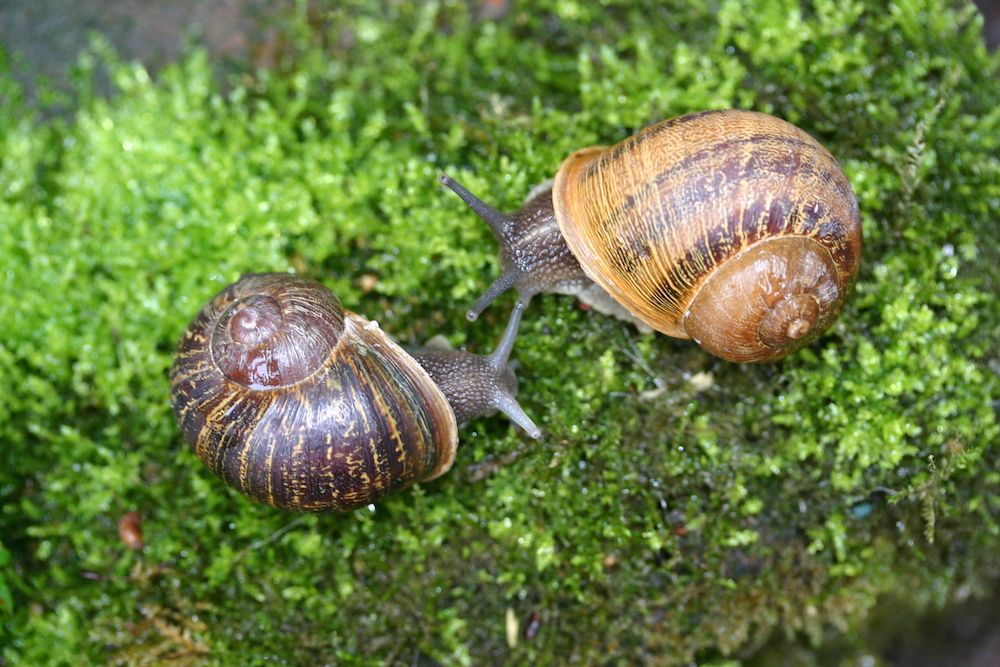 Love at Last! Rare 'Lefty' Snail Finds Mollusk Mate | Live Science