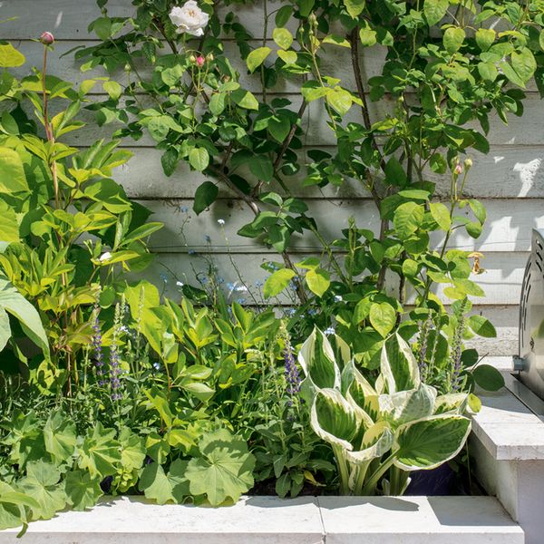 Perennials | Ideal Home