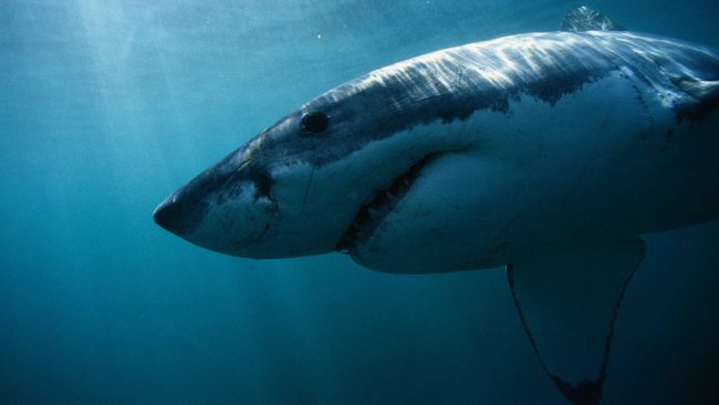 A 1,000-pound great white shark just spotted off coast of New Jersey ...
