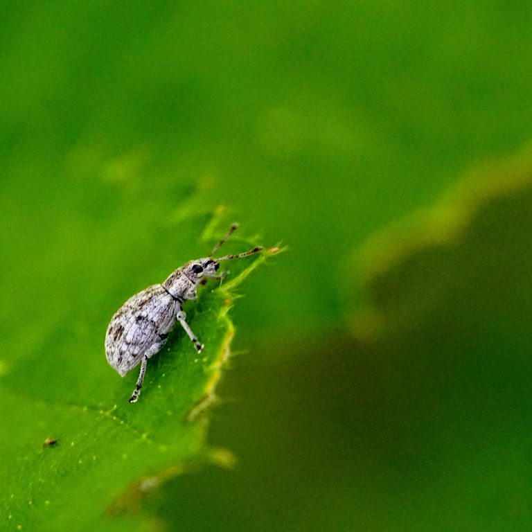 How to get rid of vine weevils, without using chemicals | Ideal Home