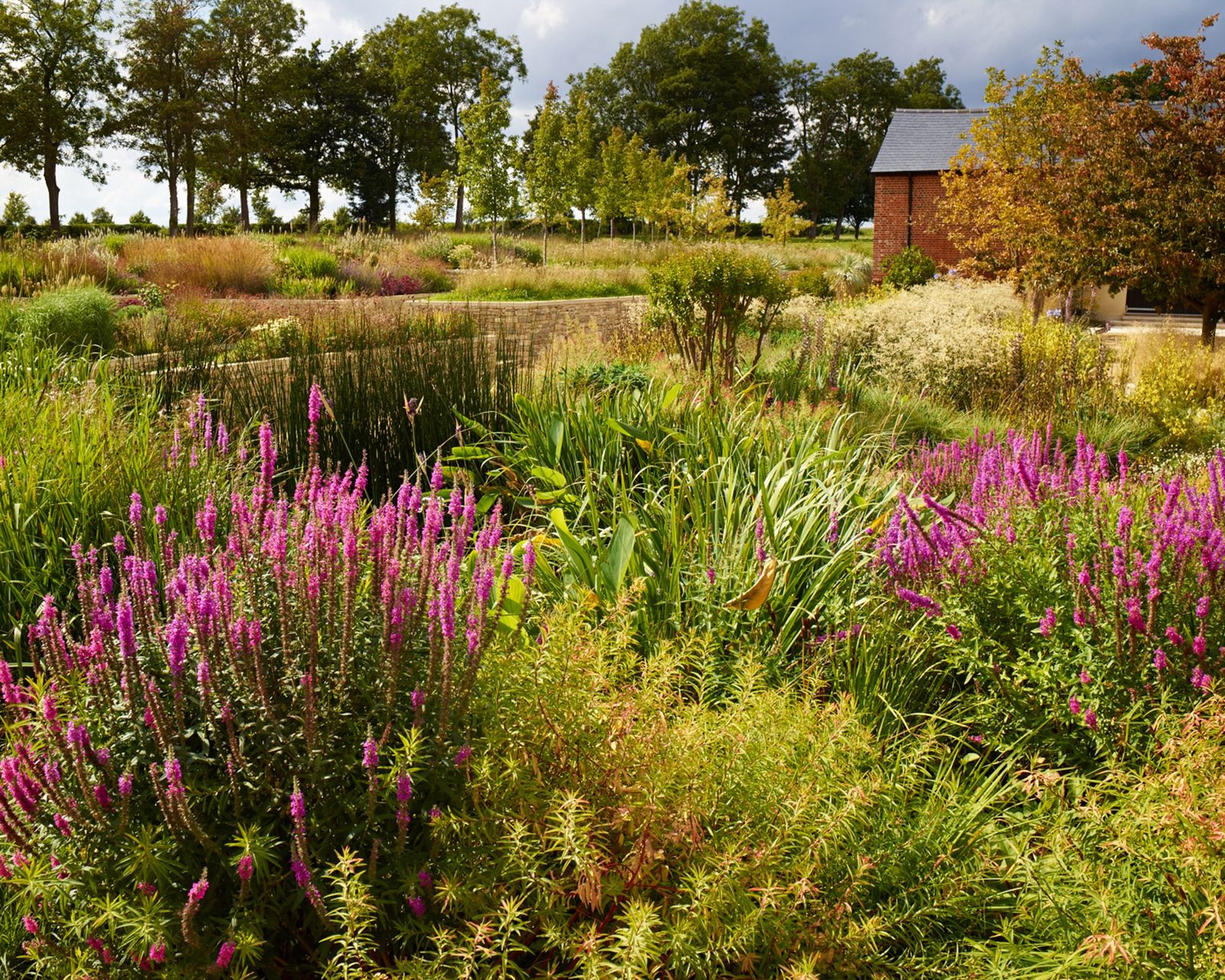 Dry gardens: how to design a drought-tolerant backyard | Gardeningetc