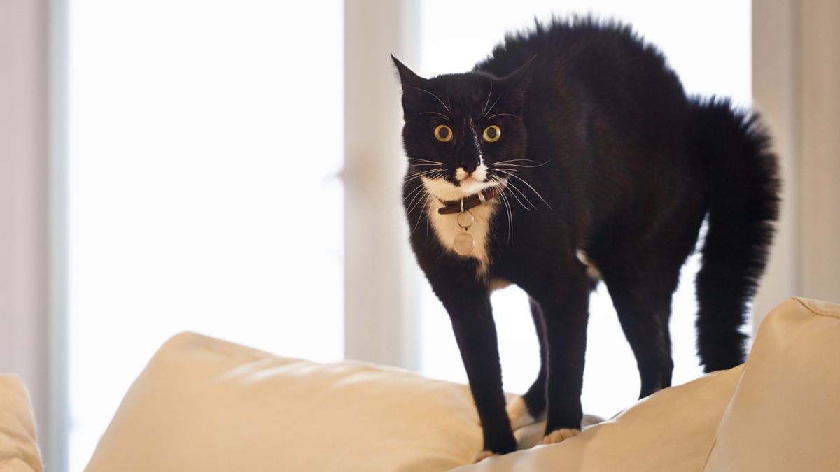 10 signs of an aggressive cat | PetsRadar