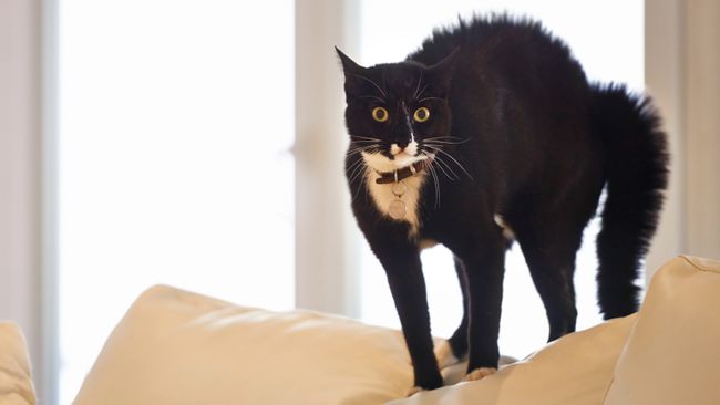 10 signs of an aggressive cat | PetsRadar