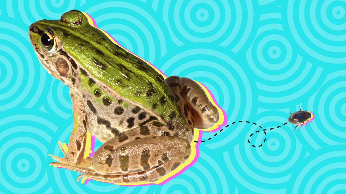 After being swallowed alive, water beetle stages 'backdoor' escape from ...