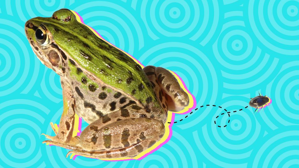 Live Science's top stories of 2020: Writers' choice | Live Science