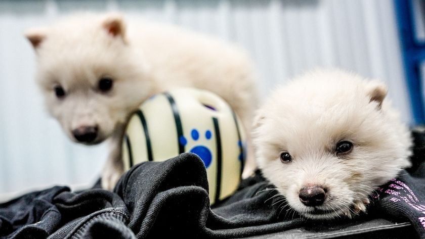 Legendary 'cat-fox' could be a new subspecies | Live Science