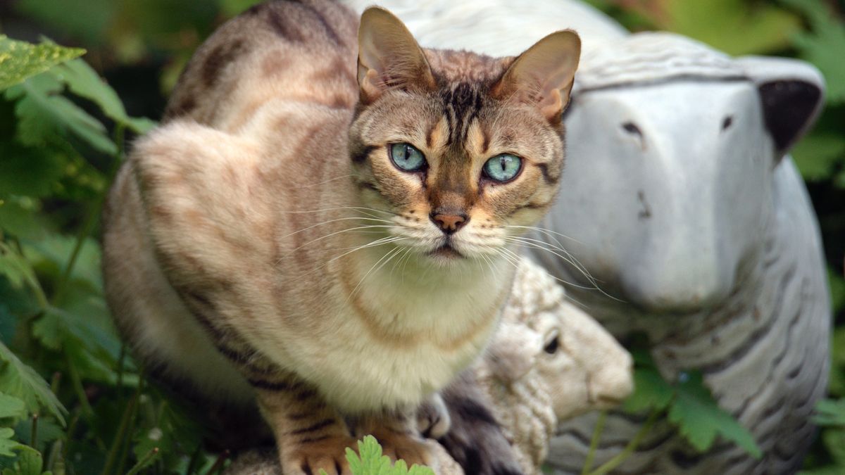 32 types of large breed cats | PetsRadar