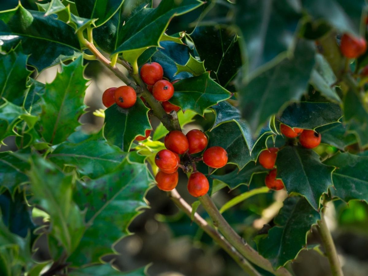 Holly Bush Transplanting: Information On Moving Holly Bushes ...