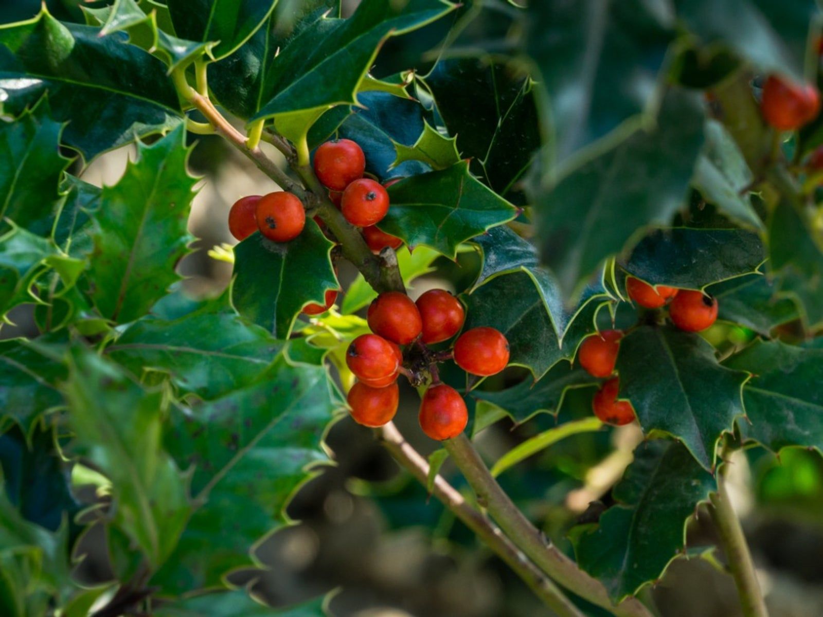Holly Bush Transplanting: Information On Moving Holly Bushes ...