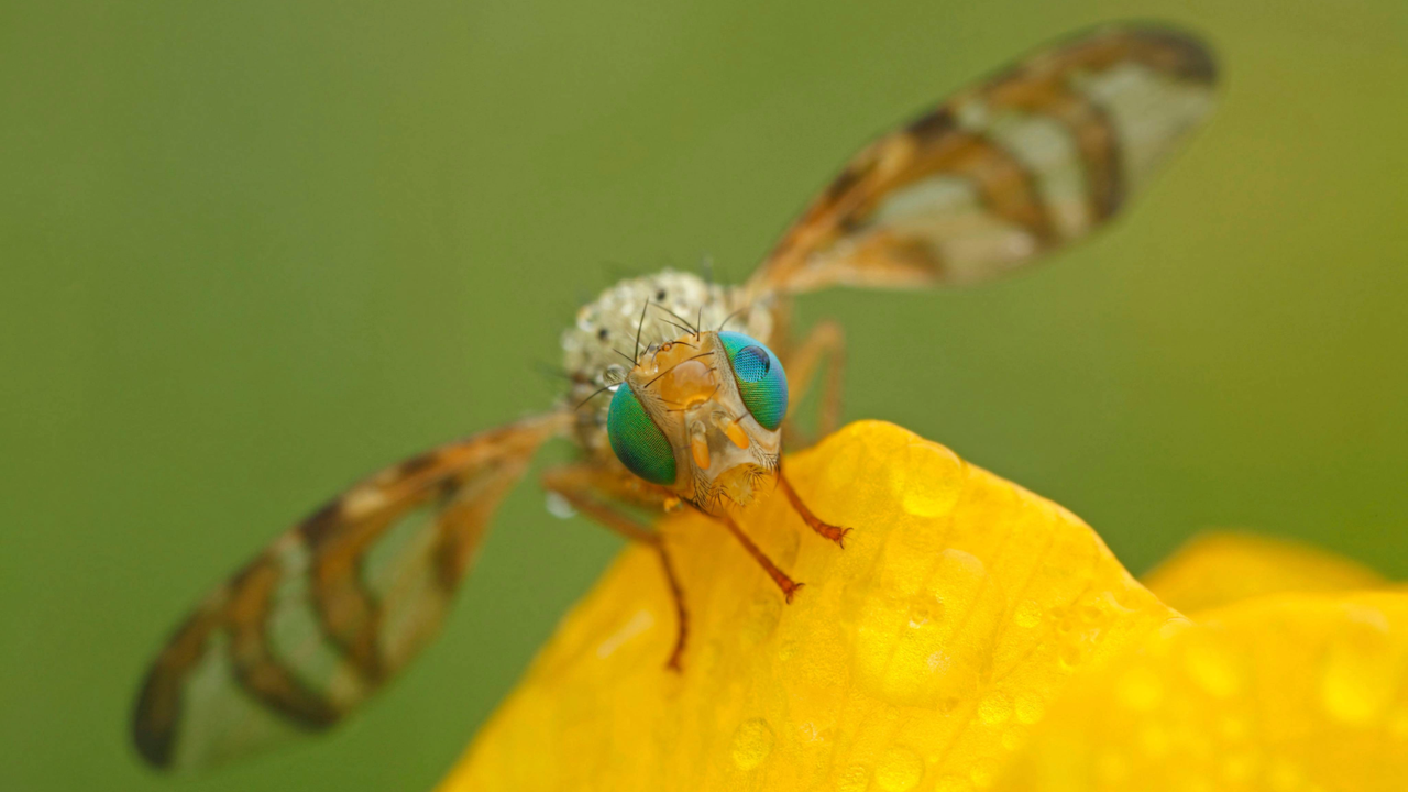 How to stop flies from coming in the house | Ideal Home