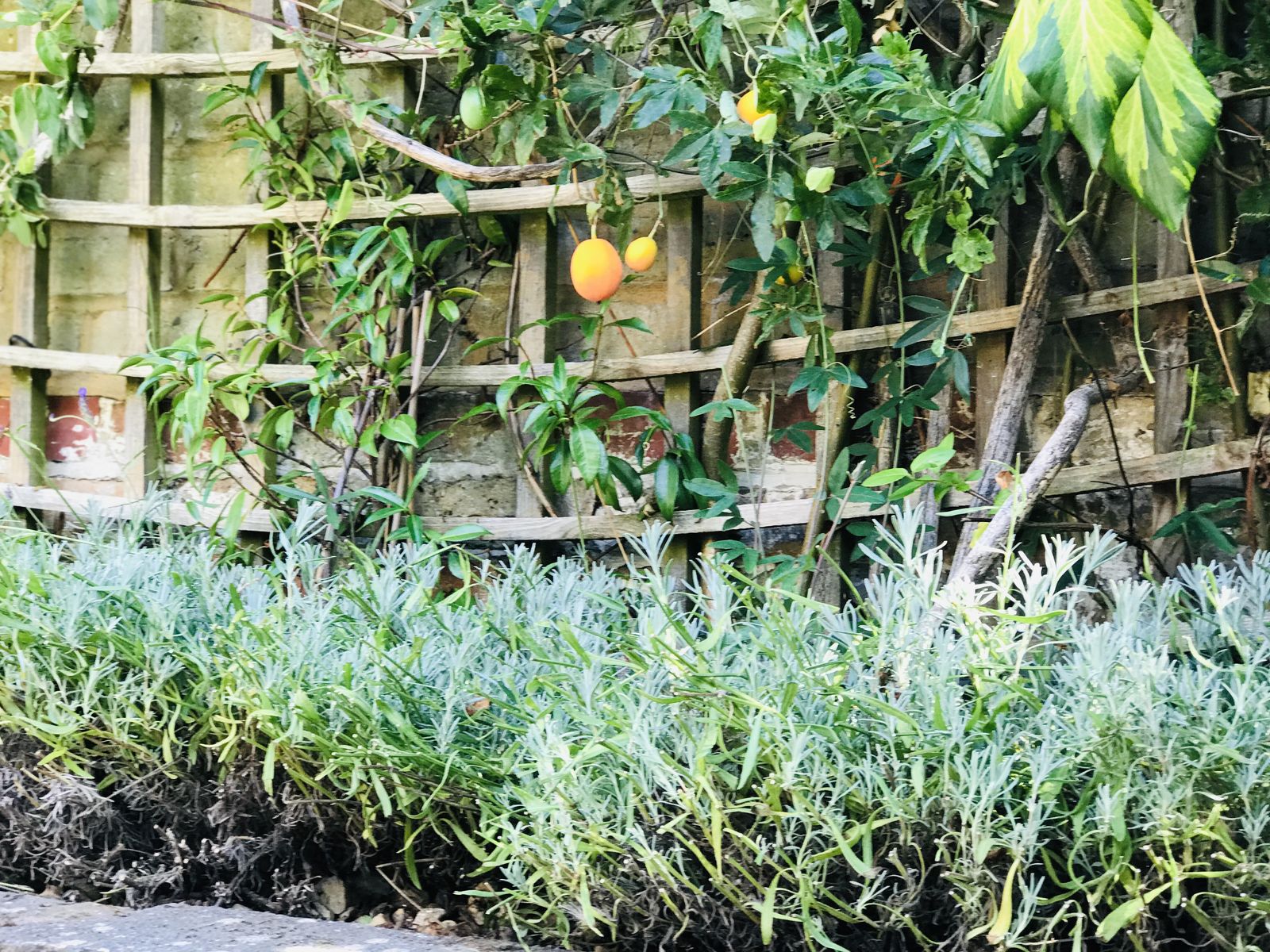 Before & after: Overgrown garden gets a glow up to become a charming ...