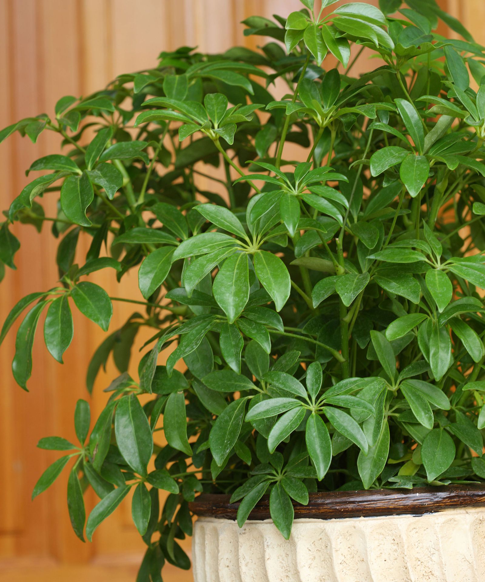 Best indoor trees: 9 leafy options for a greener home | Gardeningetc