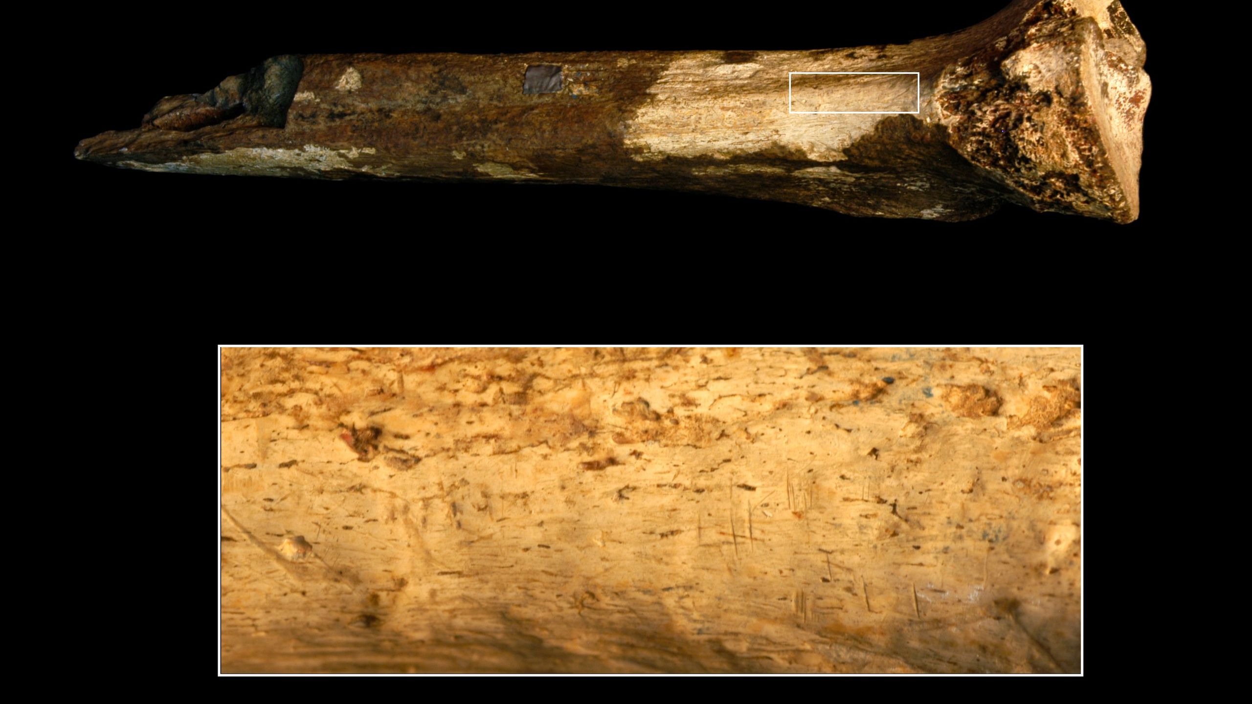 Scientists discover what could be the oldest evidence of cannibalism ...
