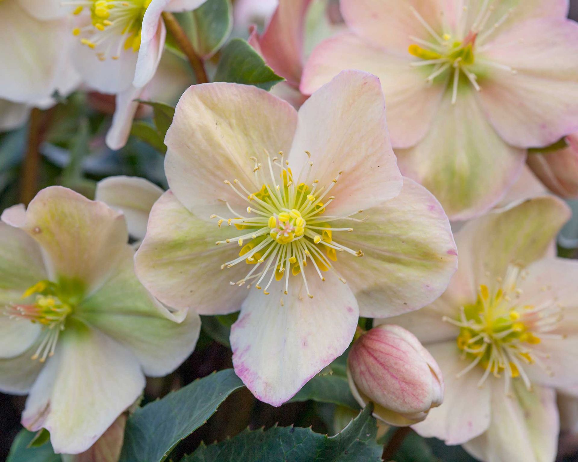 How to grow hellebores: top tips for these winter blooms | Gardeningetc