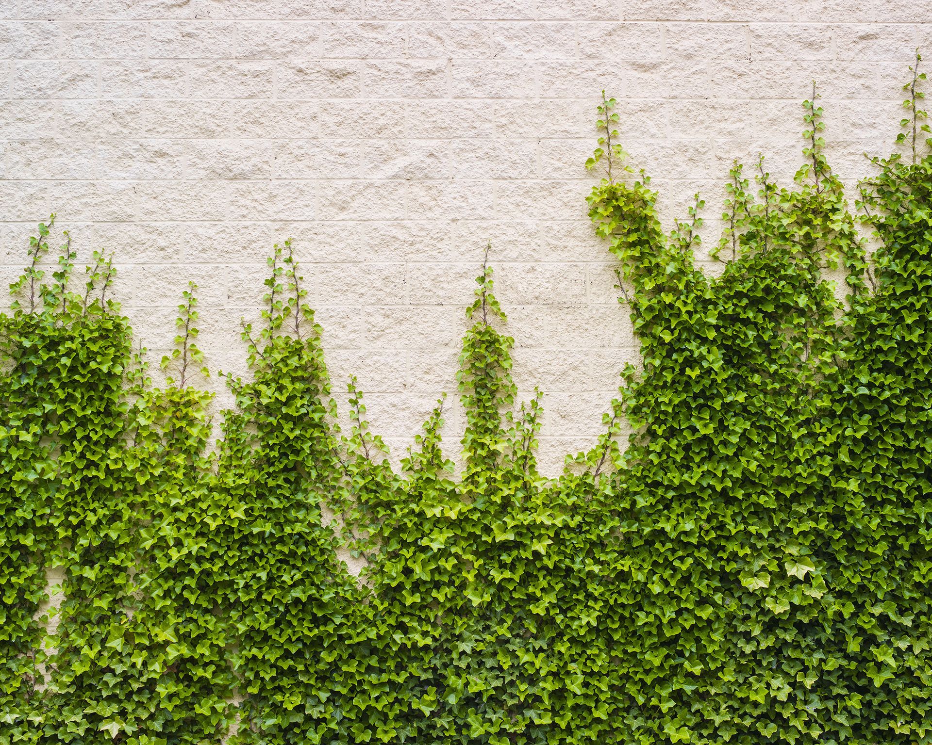 Plants for covering walls: 12 ways to conceal boundaries | Gardeningetc