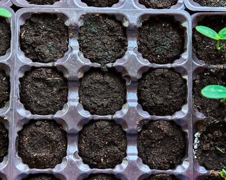 How to grow watermelon: expert tips on growing this refreshing fruit ...