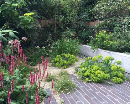 How to plan a dry garden: ideas for plants and landscaping | Homes and ...