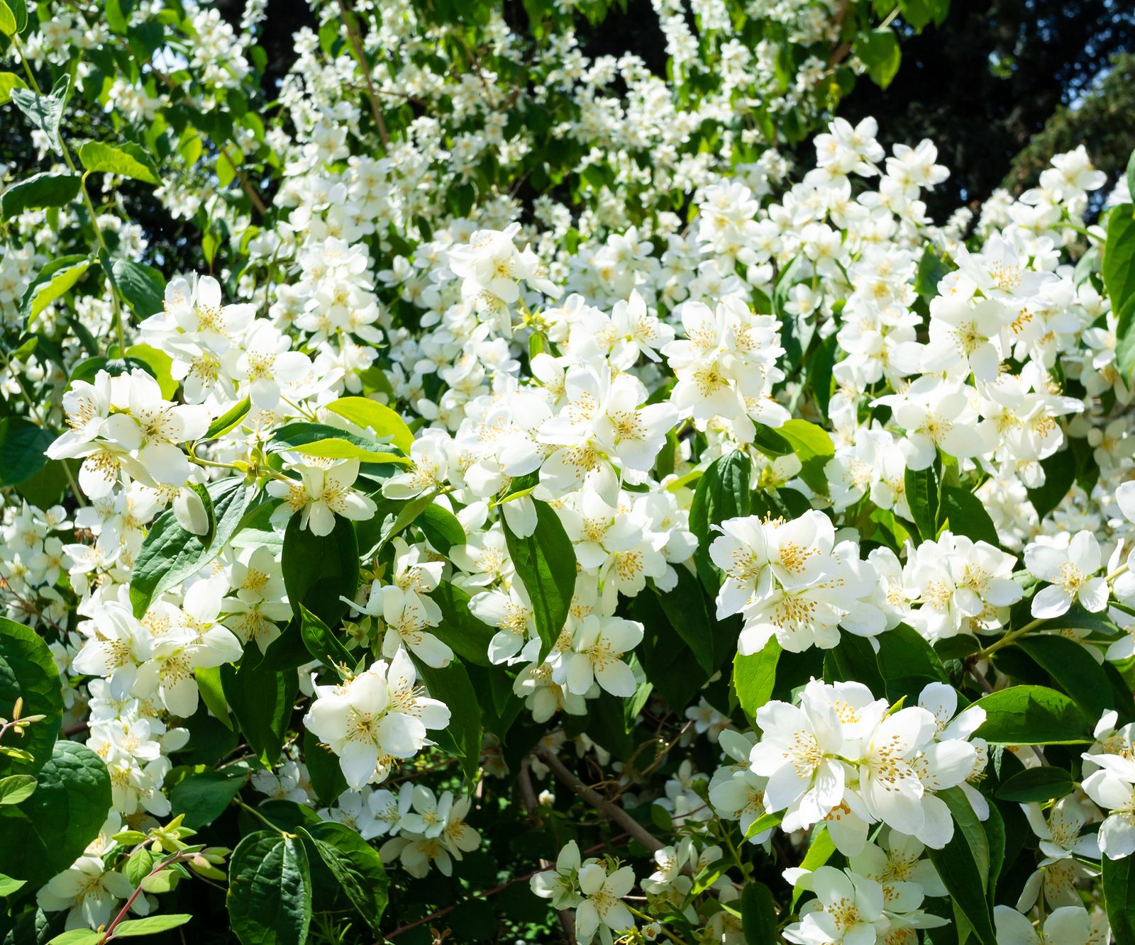 7 Fragrant Hedge Plants For Heavenly Floral Boundaries | Gardening Know How