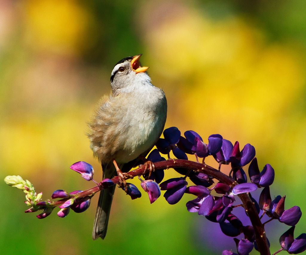 7 Common Types Of Songbirds To Invite Into Your Garden | Gardening Know How