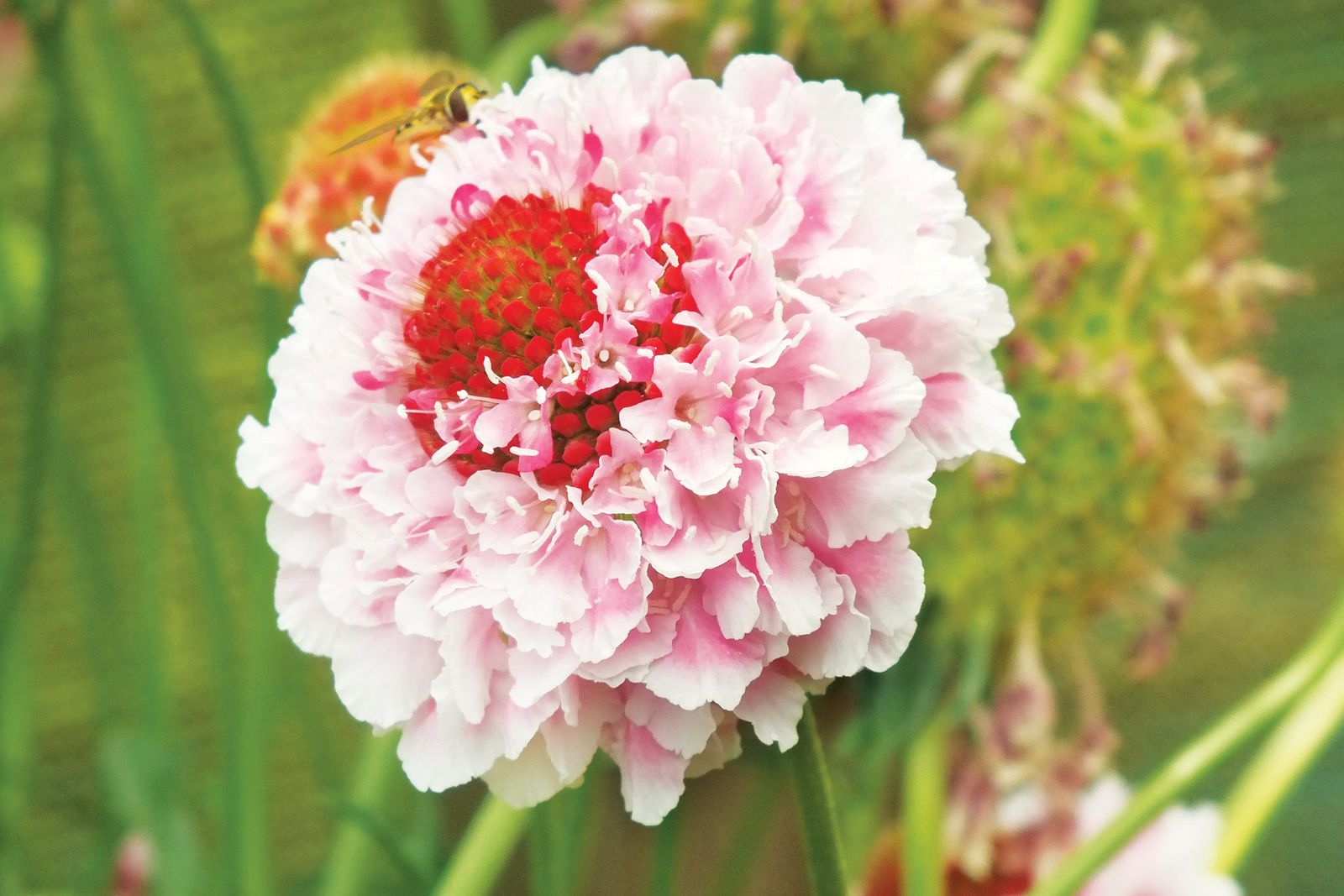 How to grow zinnias: tips on planting, growing and caring for these ...