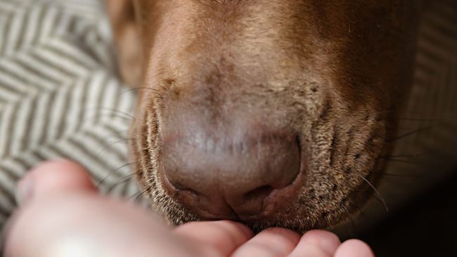 32 quick and easy tricks to teach your dog | PetsRadar