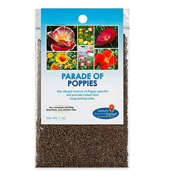 8 flower seeds to sow in September for a spring garden | Livingetc