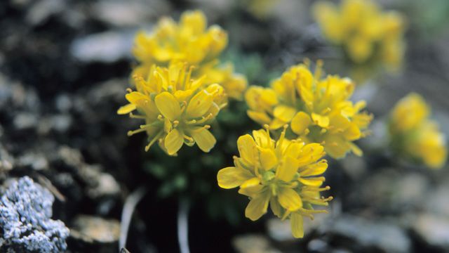 Welsh native flowers at risk | Country Life